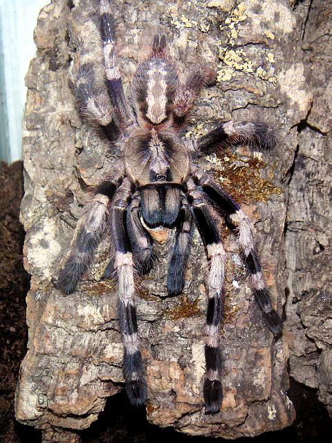 Poecilotheria miranda | Theraphosids (tarantulas) of the World. Keeping ...
